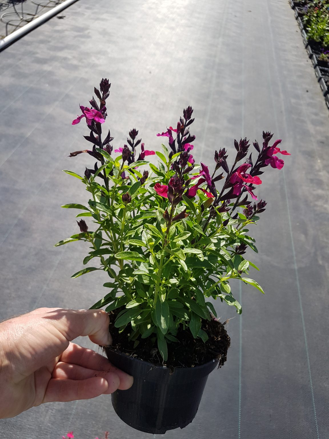 'Mirage' die neue Salvia greggii Serie - Sven Magnussen